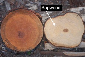 Basic Woodworking Terms for Beginners In 2025 - Tekton Travis